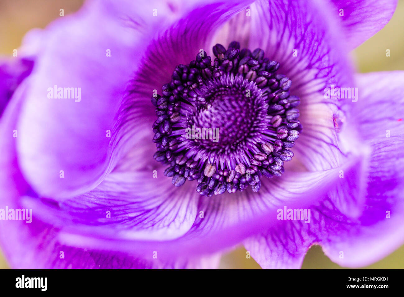 Purple poppy flower, macro shot with details Stock Photo - Alamy