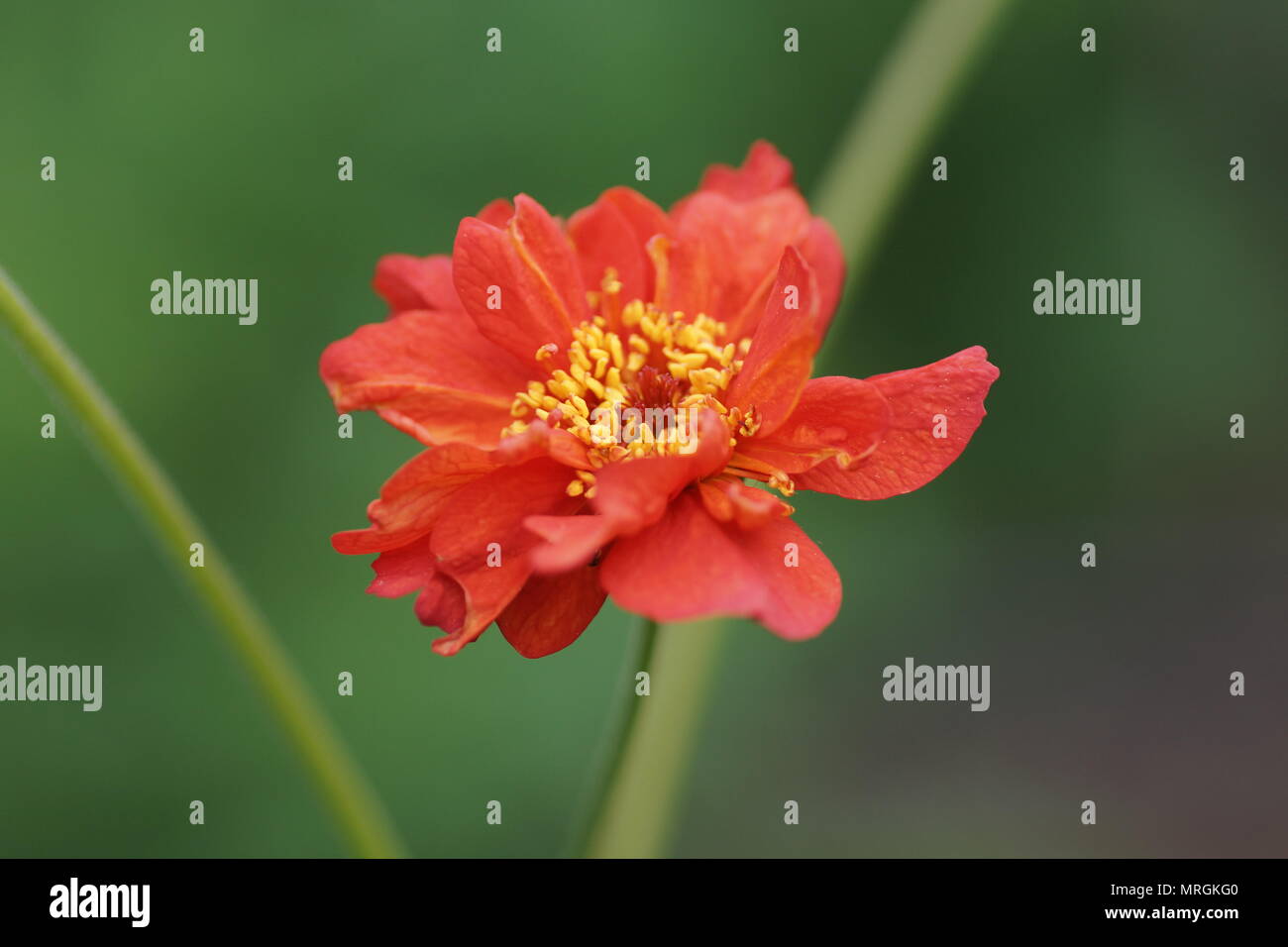 Red geum plants hi-res stock photography and images - Alamy