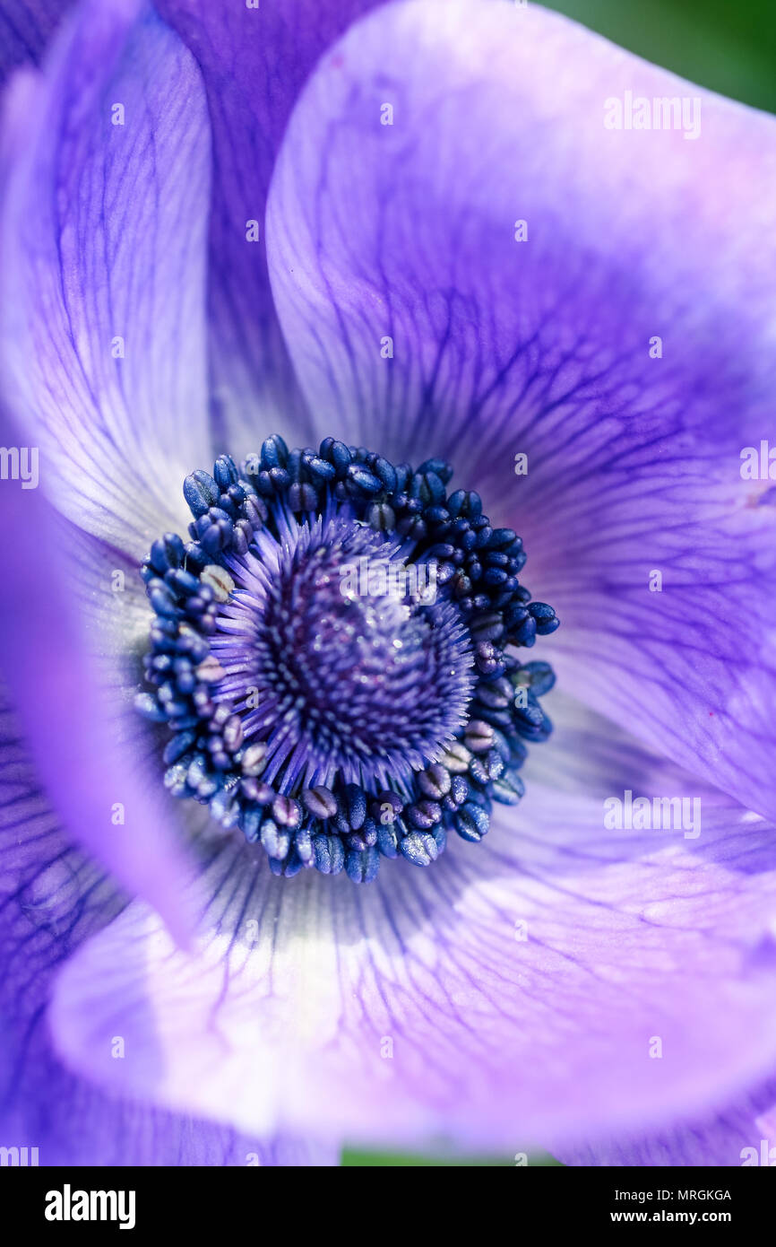 Purple poppy flower hi-res stock photography and images - Alamy