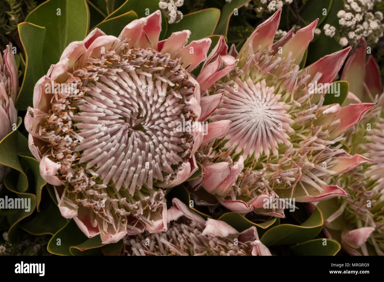 Proteas Stock Photos & Proteas Stock Images - Alamy