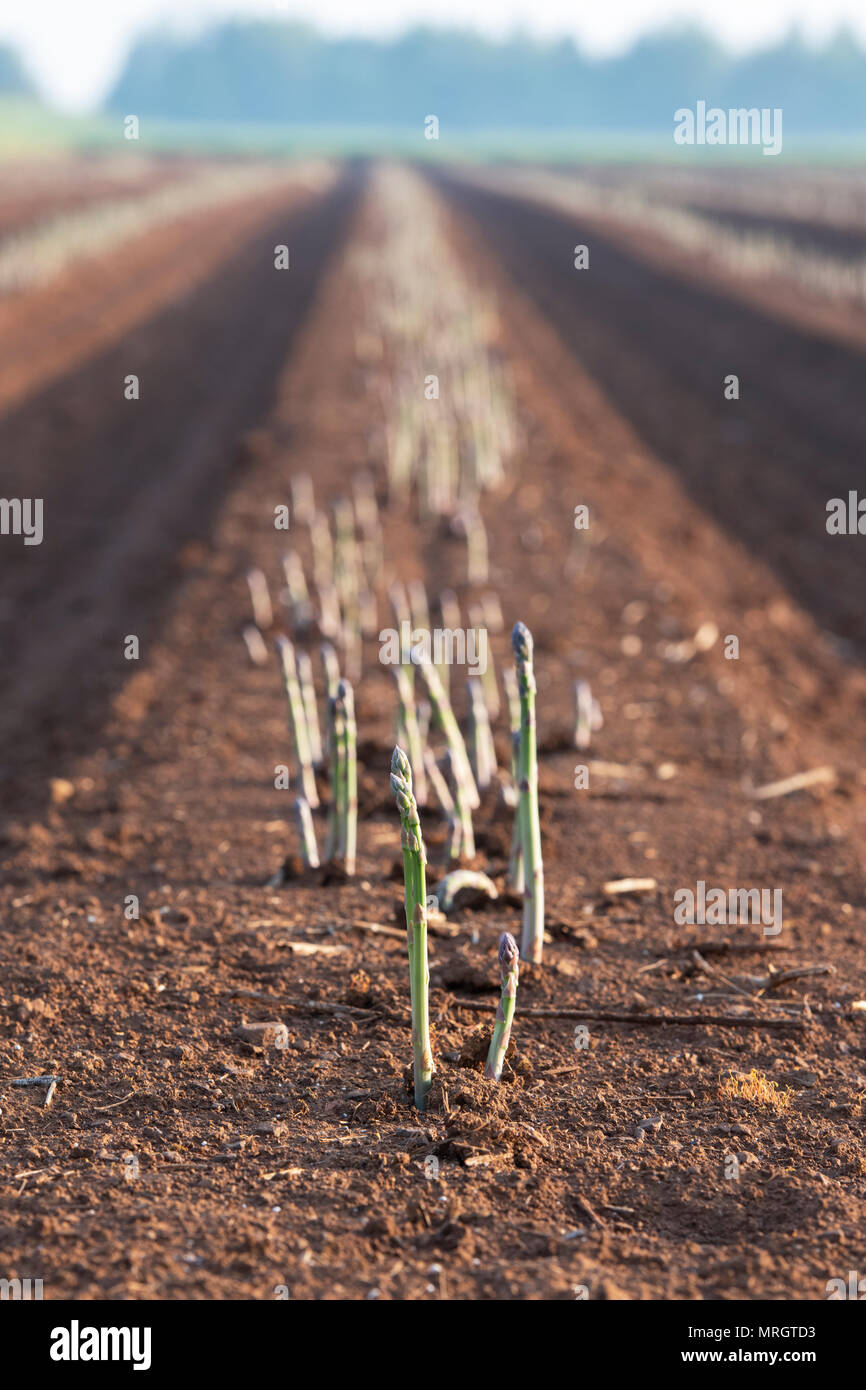Asparagus officinalis soil hi-res stock photography and images - Alamy