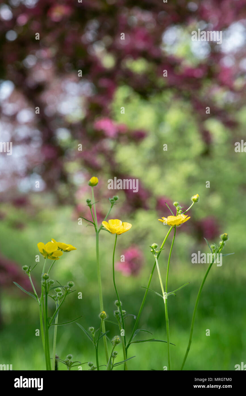 English spring wildflower hi-res stock photography and images - Alamy