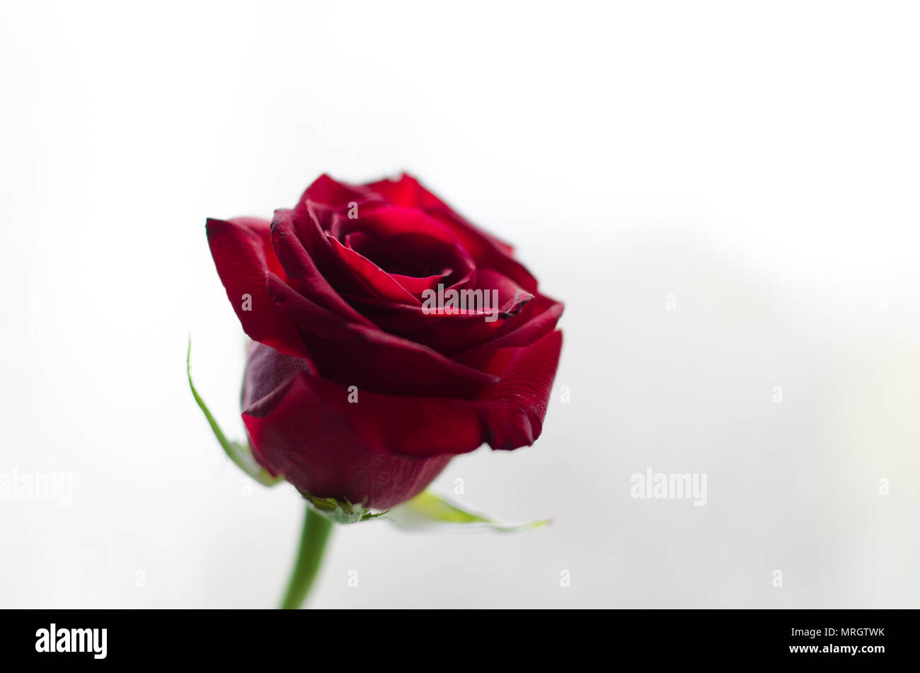 Red rose, white background Stock Photo - Alamy