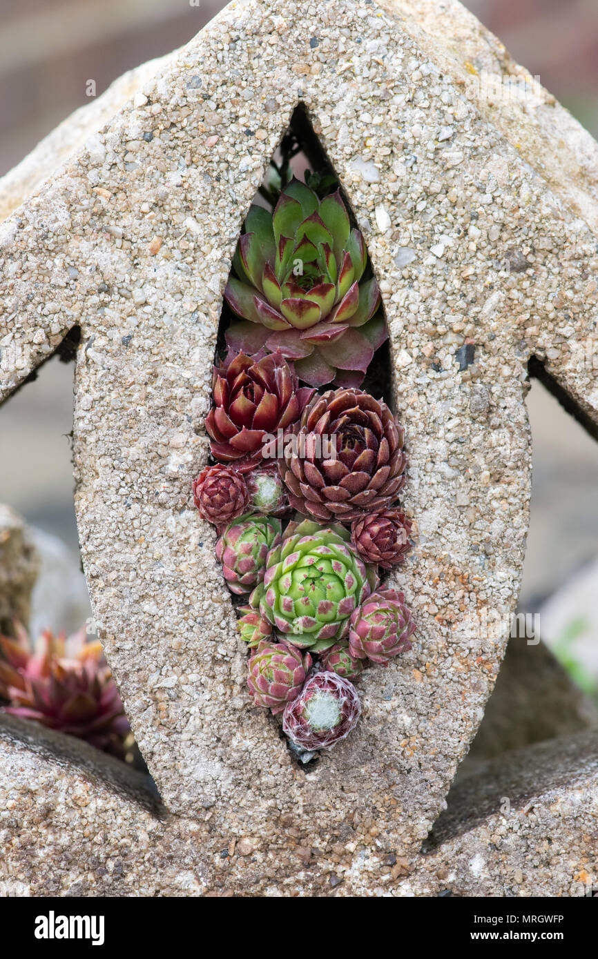 Sempervivum. Houseleek display at RHS Wisley Gardens, Surrey, England ...