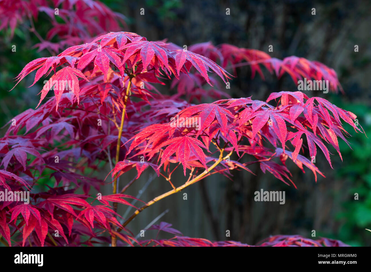 English maple tree hi-res stock photography and images - Alamy