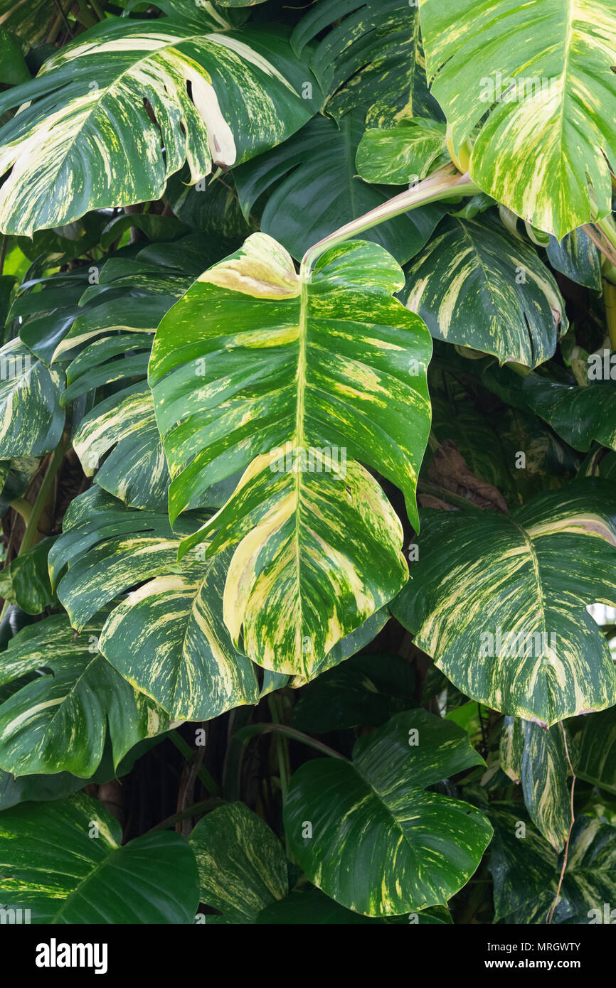 Devils ivy epipremnum aureum hi-res stock photography and images - Alamy