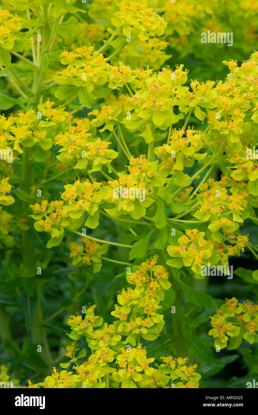 Euphorbia palustris. Marsh spurge flowering in spring. UK Stock Photo ...