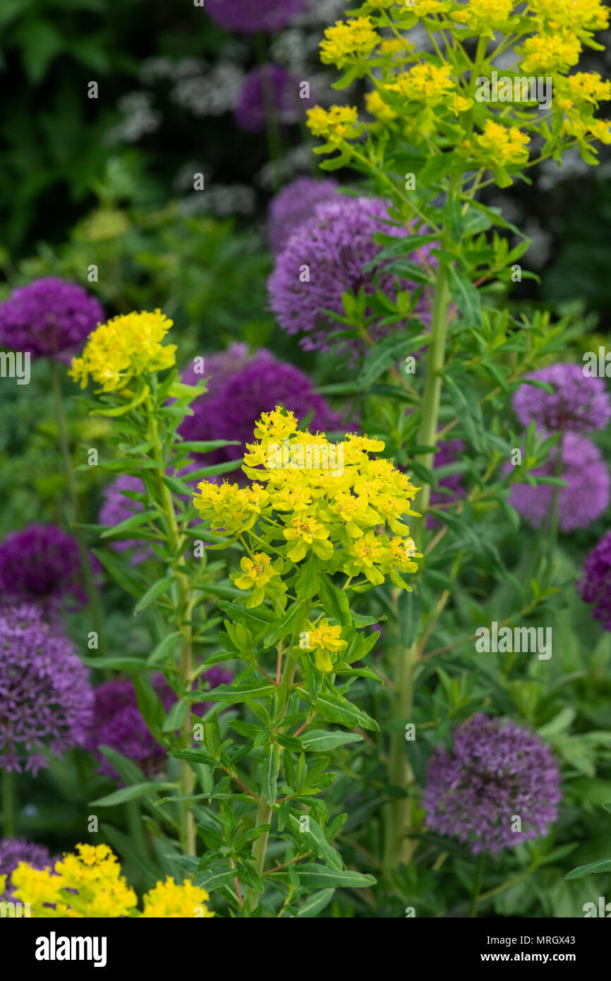 Euphorbia palustris. Marsh spurge and alliums flowering in spring. UK ...