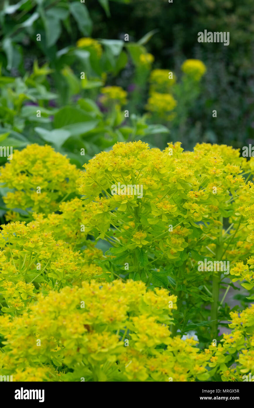 Euphorbia palustris. Marsh spurge flowering in spring. UK Stock Photo ...