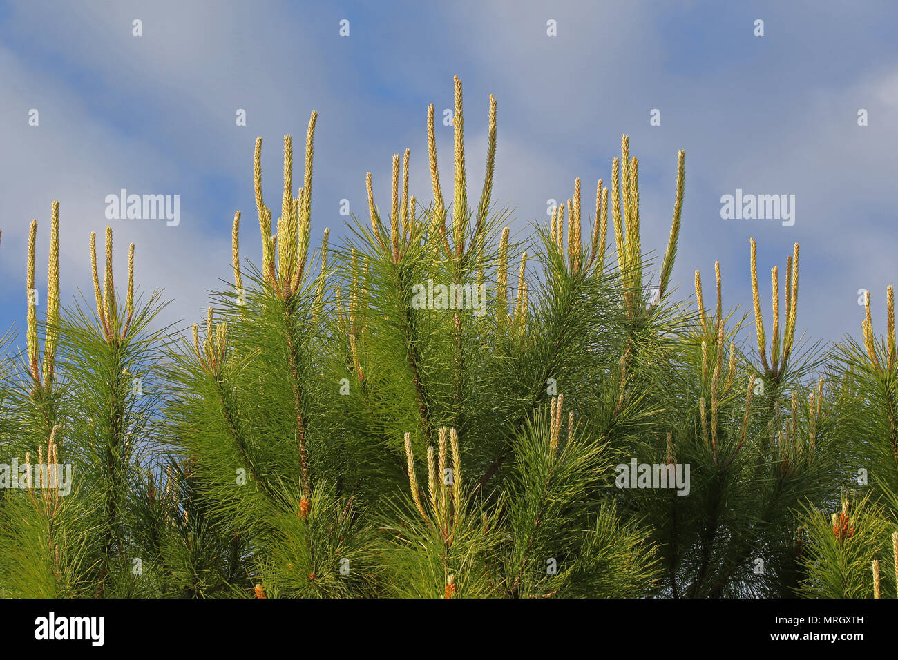 Mediterranean pine tree shoots Latin pinus pinea also called umbrella ...