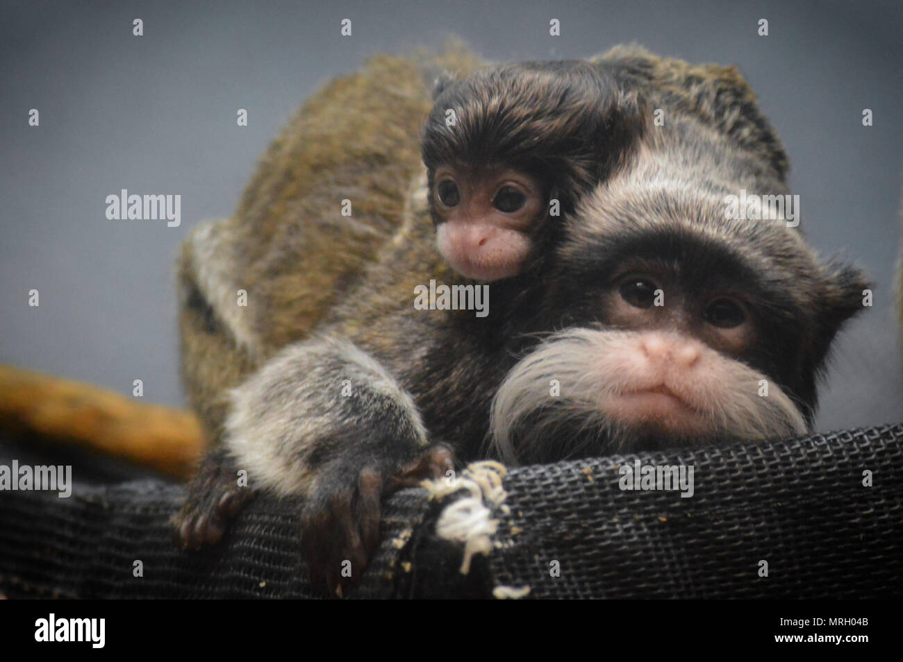 Emperor tamarin baby Stock Photo - Alamy