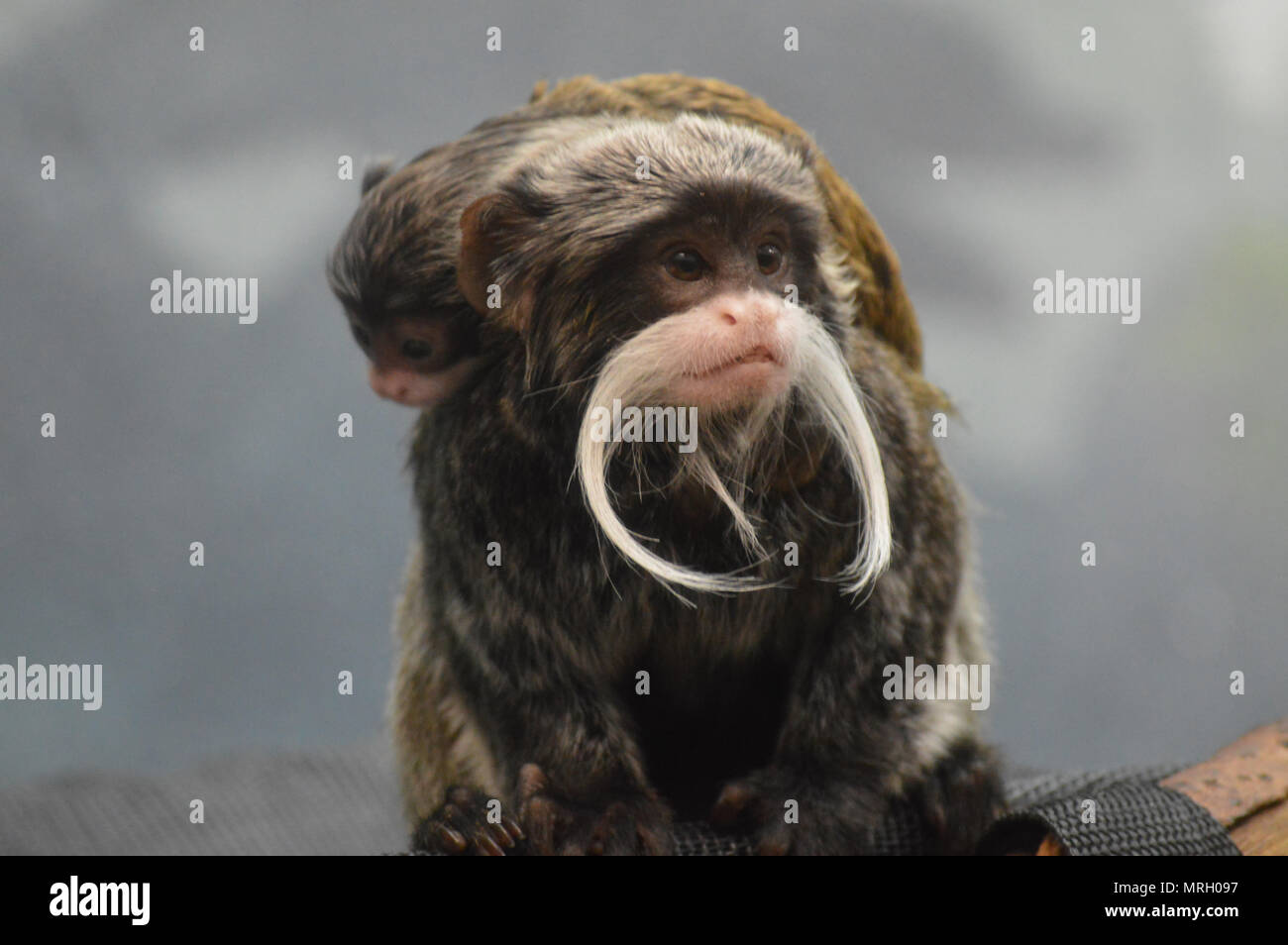 Emperor tamarin baby Stock Photo - Alamy