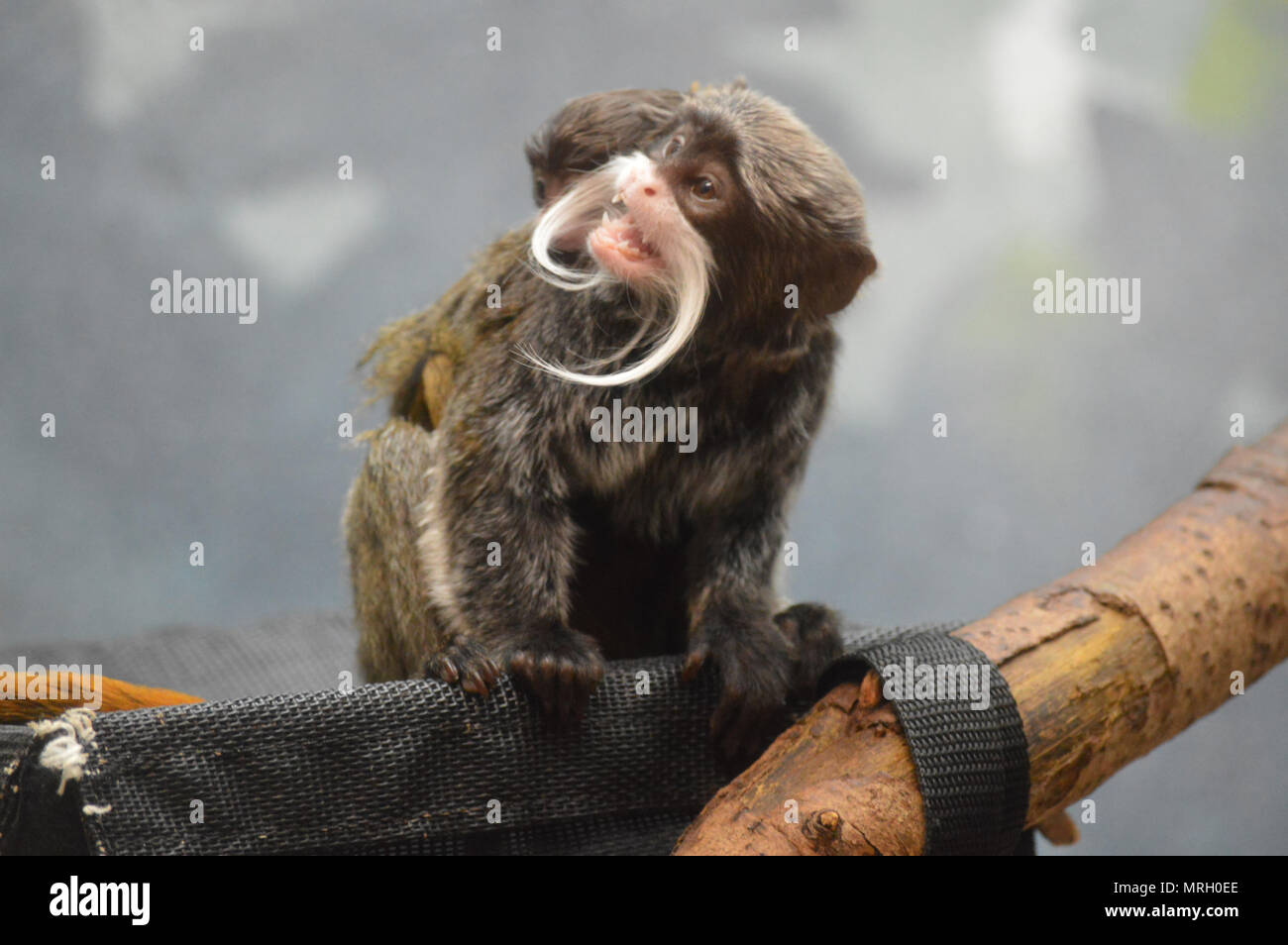 Emperor tamarin baby Stock Photo - Alamy