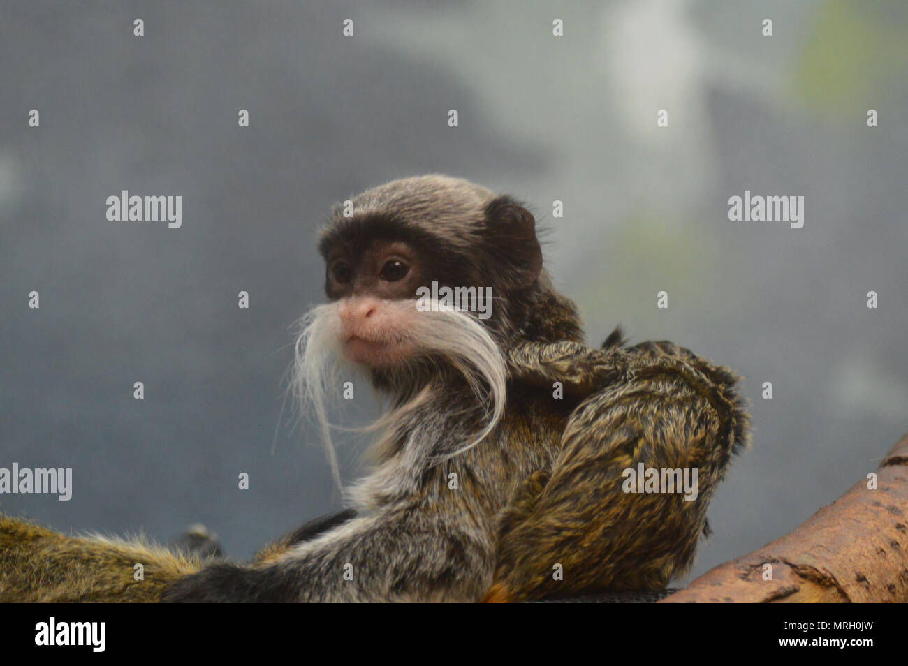 Emperor tamarin baby Stock Photo - Alamy
