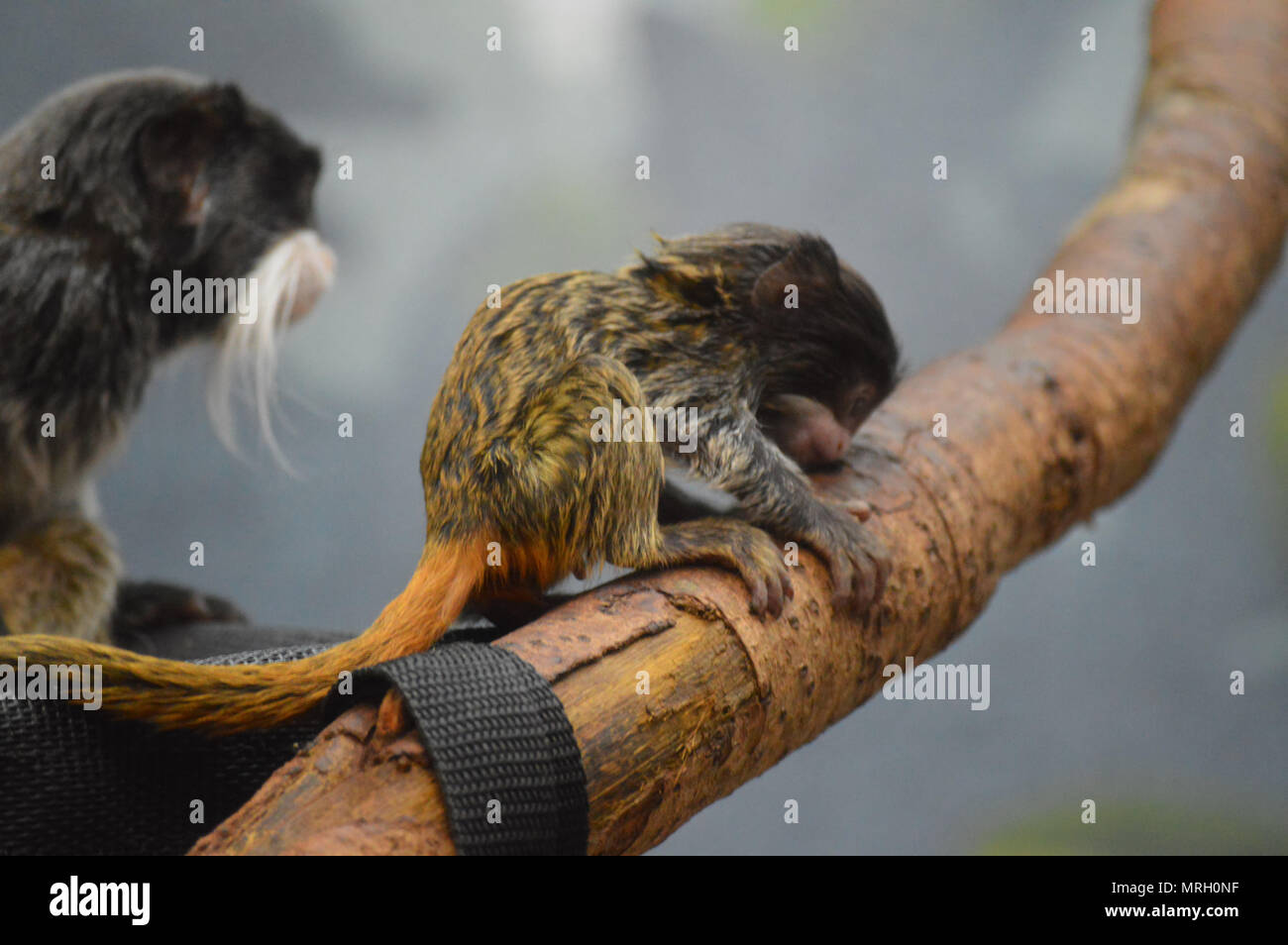 Emperor tamarin baby Stock Photo - Alamy