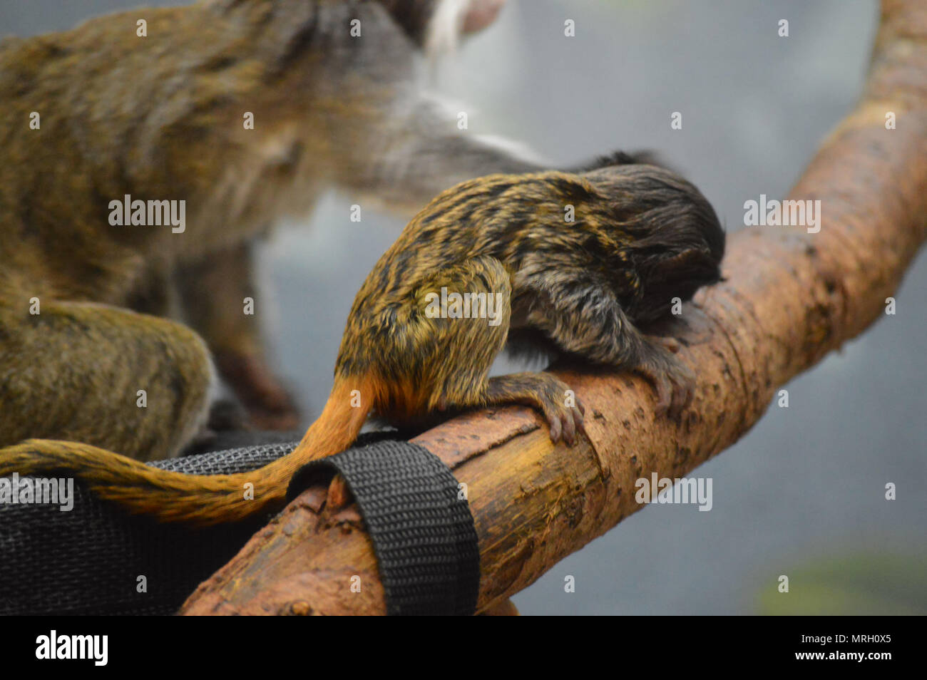 Emperor tamarin baby Stock Photo - Alamy