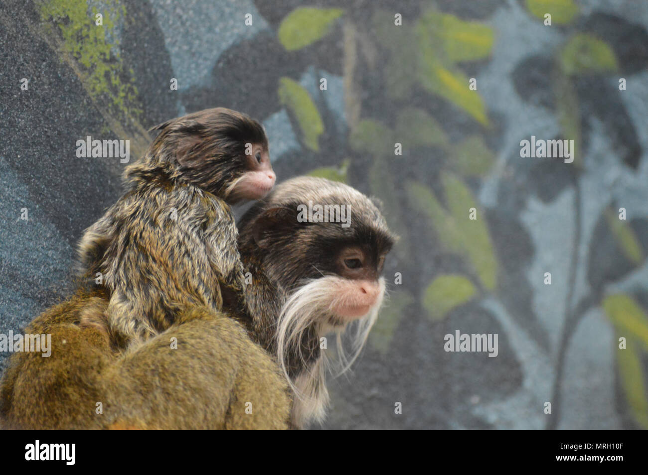 Red Handed Tamarin Baby