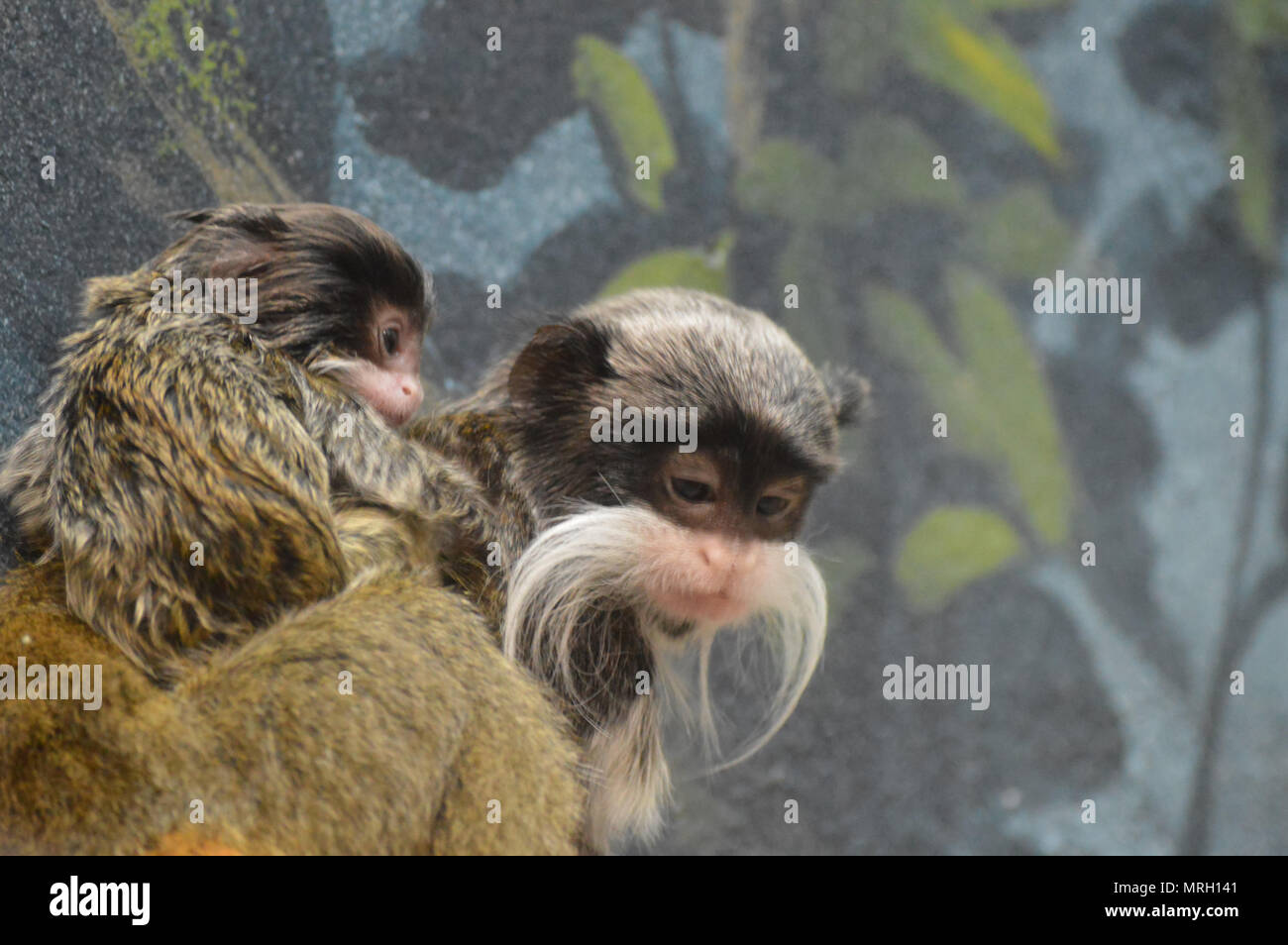 Emperor tamarin baby Stock Photo - Alamy