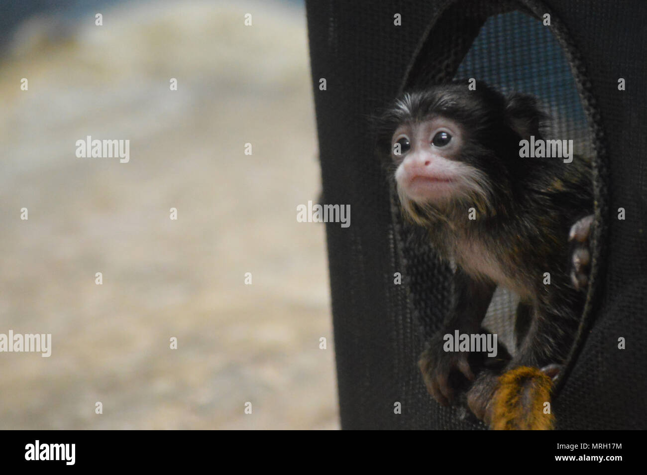 Emperor tamarin baby Stock Photo - Alamy