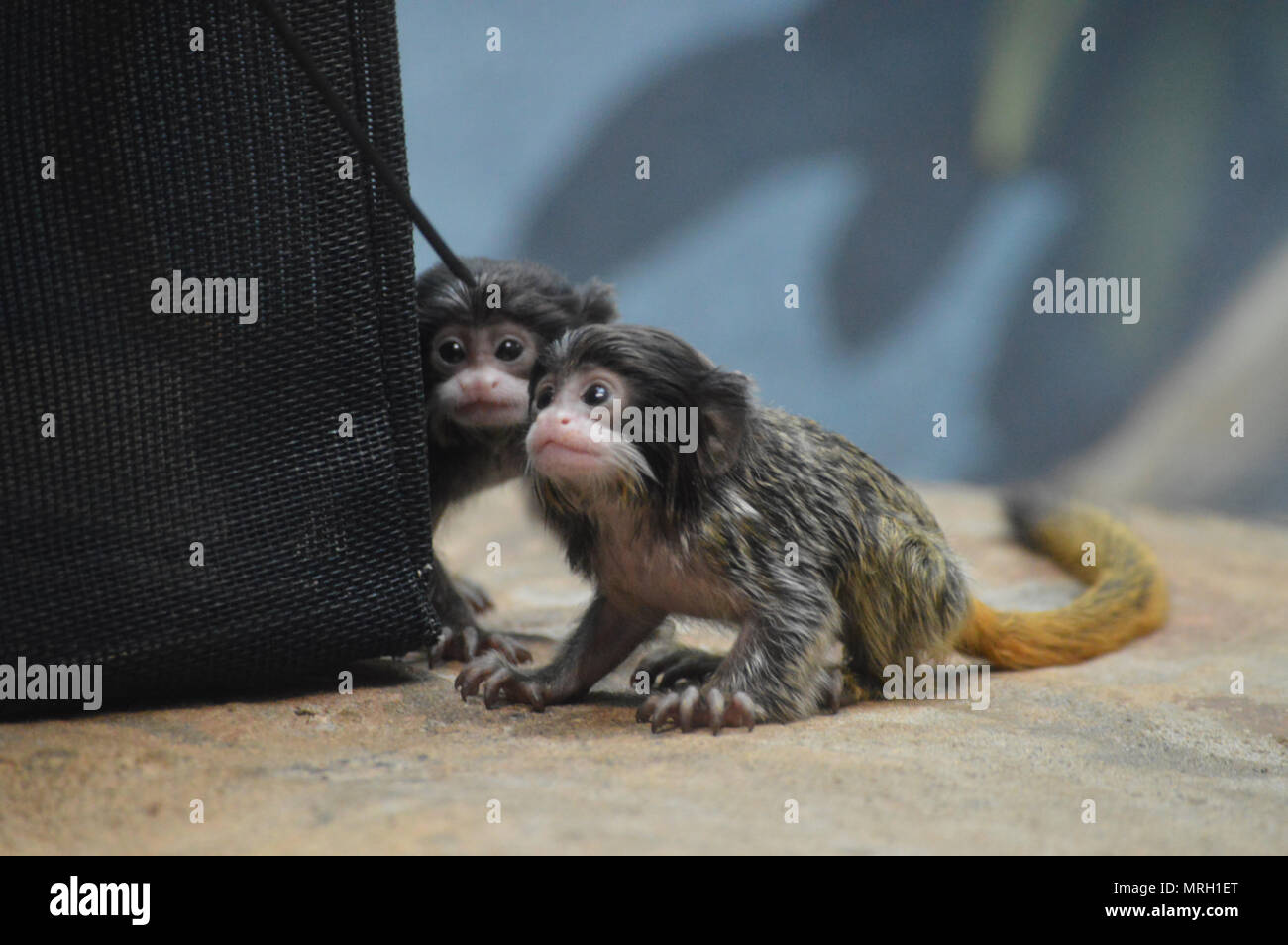 Baby emperor tamarin monkey hi-res stock photography and images - Alamy