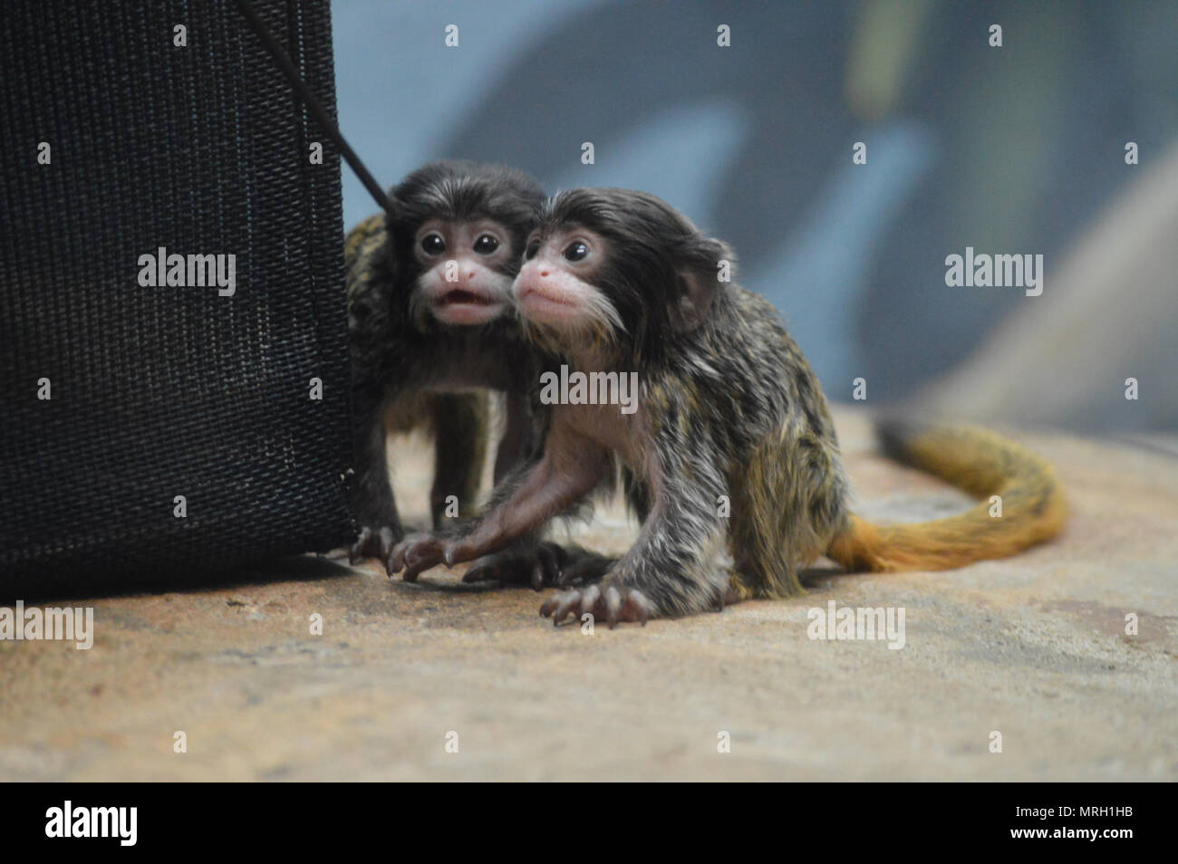 Emperor tamarin baby Stock Photo - Alamy