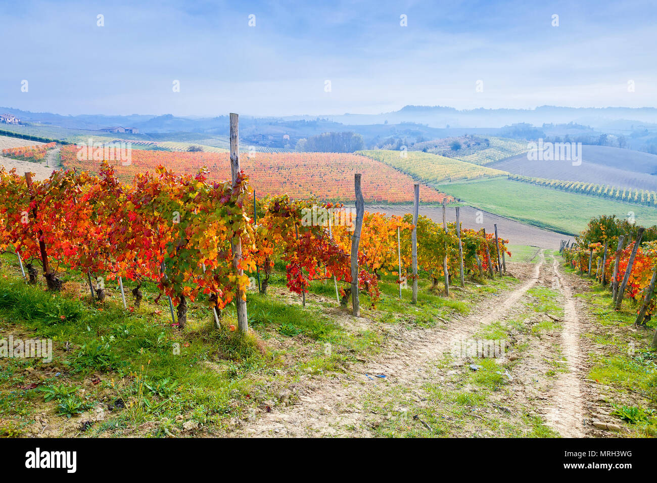 Autumn vineyard. Piedmont, Italy Stock Photo - Alamy
