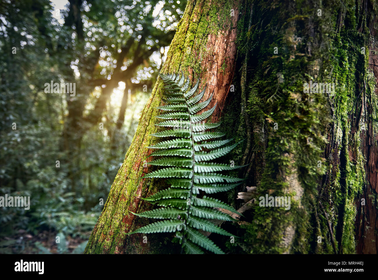 Fern leaf near tree trunk with moss in Subtropical forest of Annapurna ...