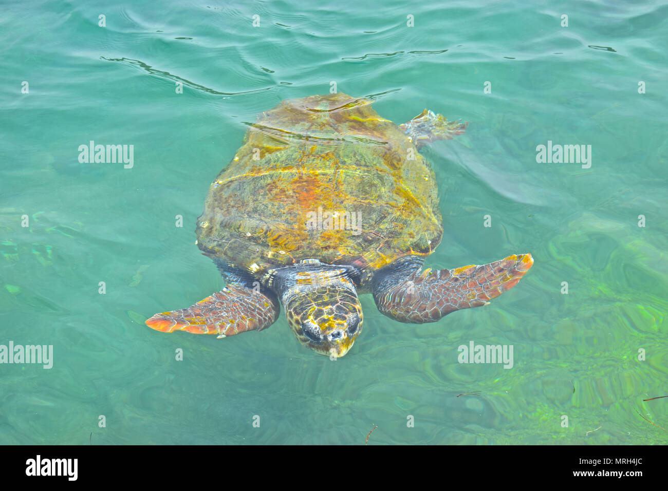 Kefalonia sea turtle hi-res stock photography and images - Alamy