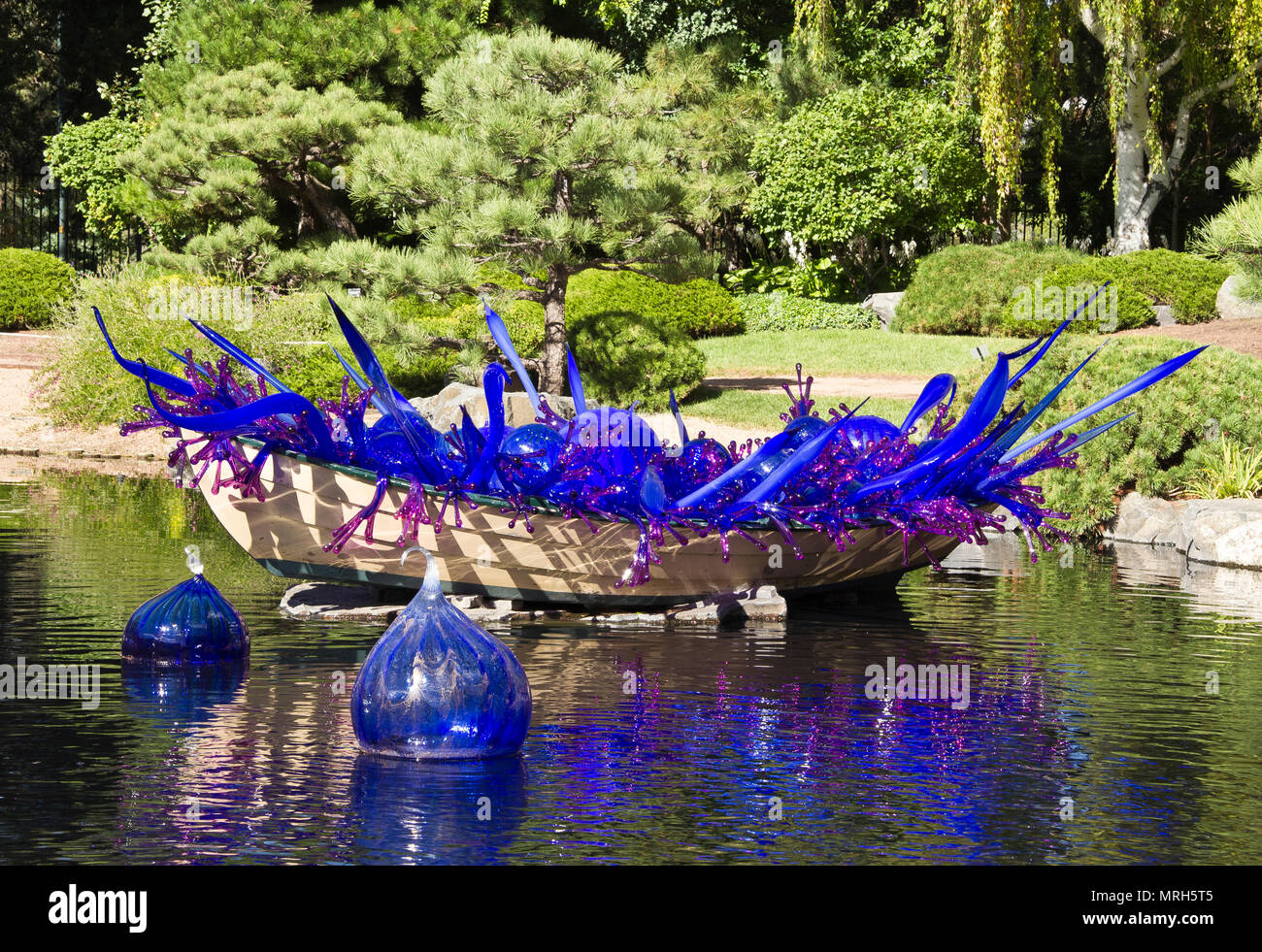Dale Chihuly blue and purple glass on display at the Denver Botanic ...
