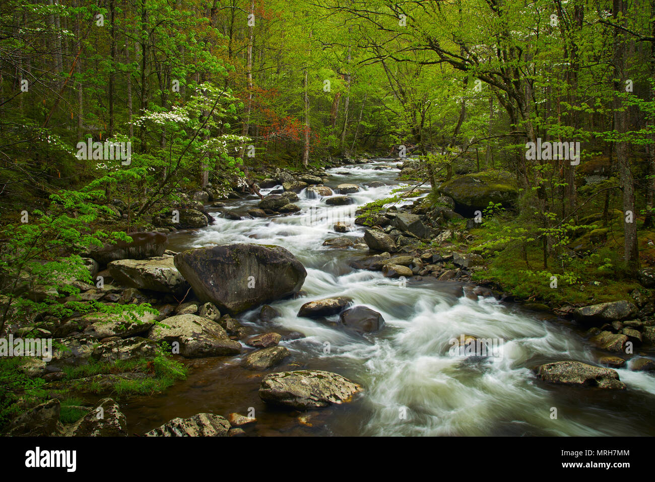 Springtime in the Great Smoky Mountains of Tenessee Stock Photo - Alamy