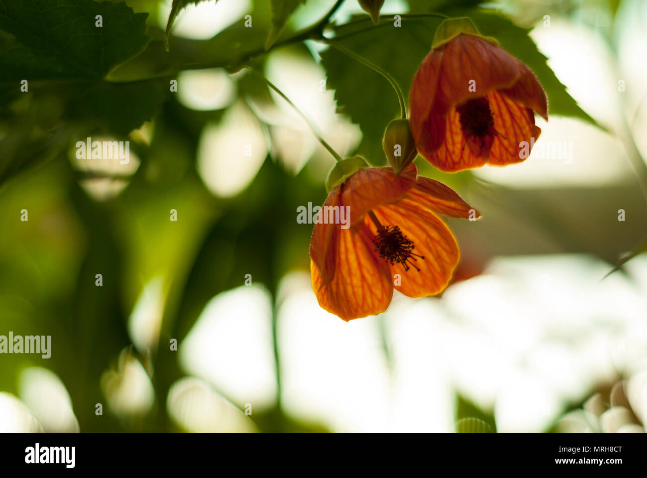 Abutilon darwinii hi-res stock photography and images - Alamy