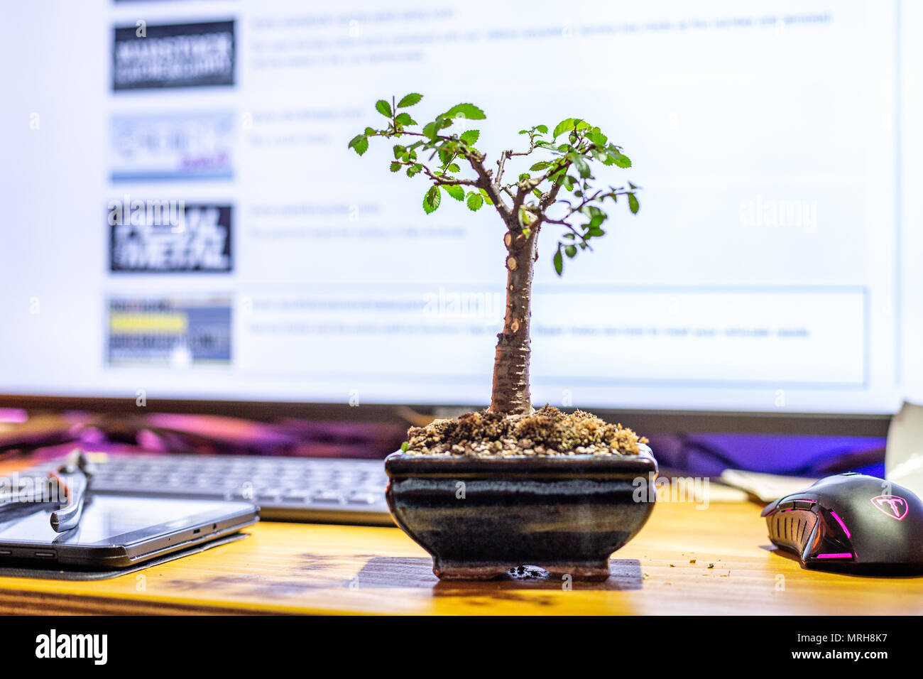 Bonsai on the desk Stock Photo - Alamy