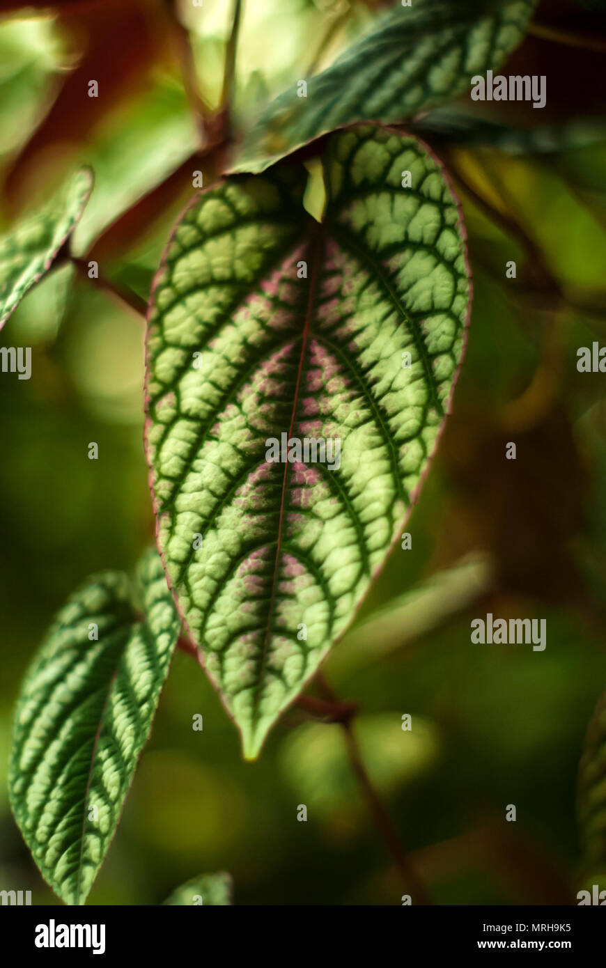 floral tropical background with patterned colorful leaves of cissus ...