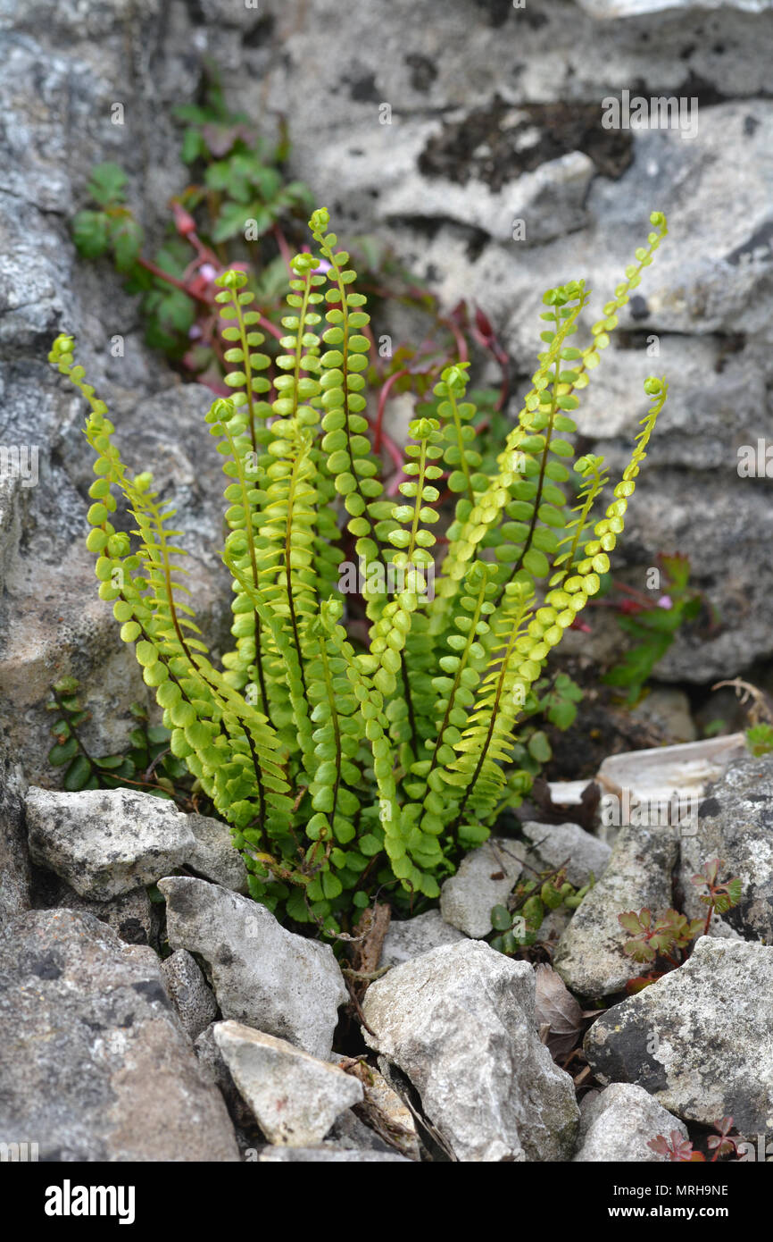 Maidenhair fern in limestone pavement, Wales, UK Stock Photo - Alamy