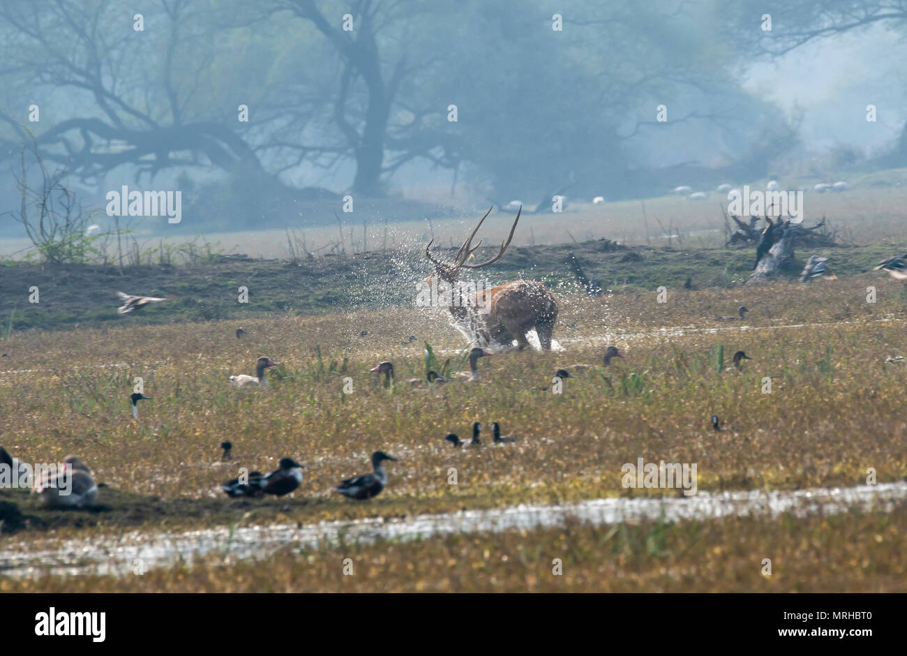 Chital running hi-res stock photography and images - Alamy