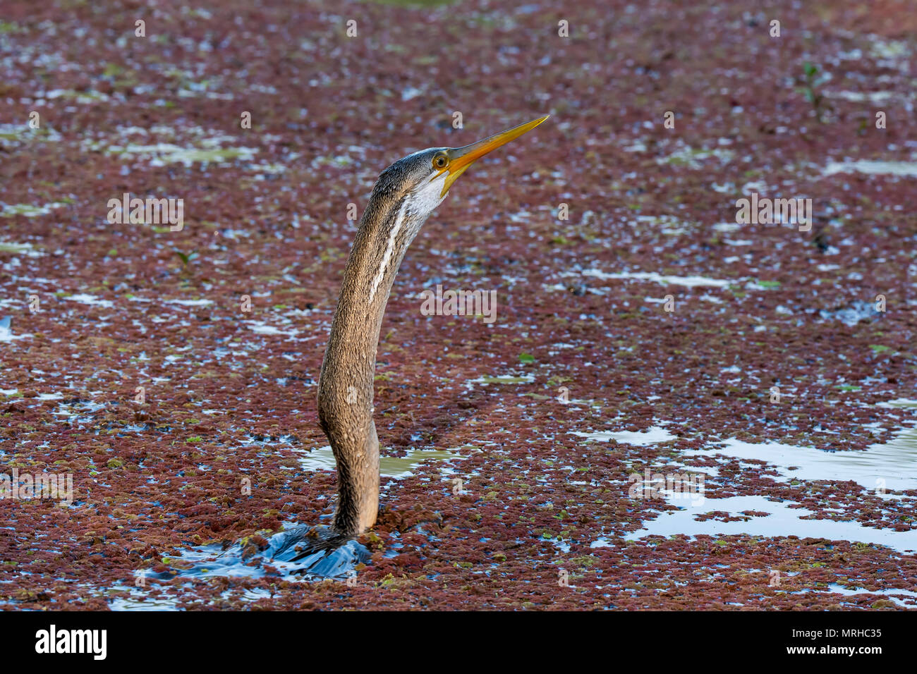 Bird taking off with fish in mouth hi-res stock photography and images ...