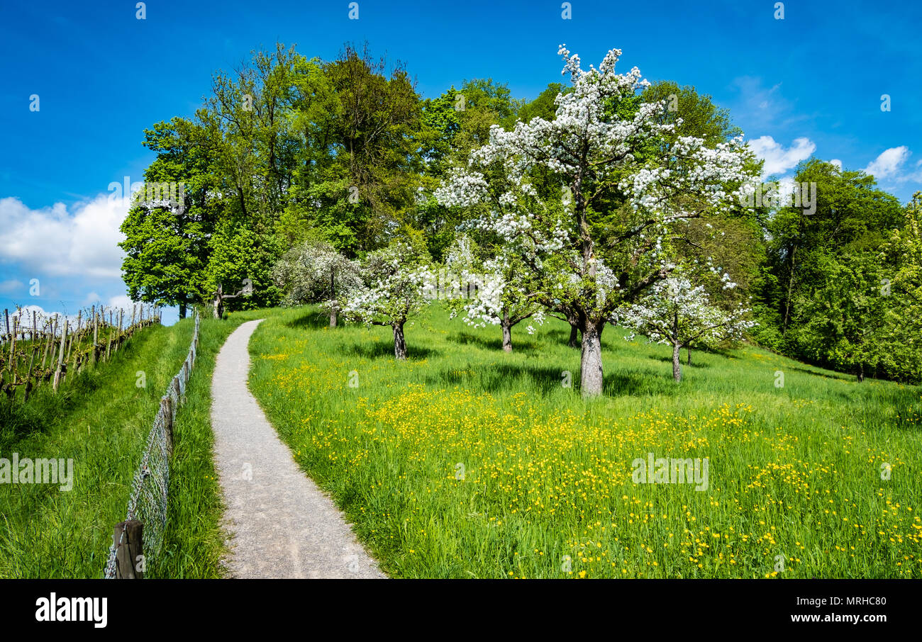 Idyllic spring landscapes with cherry blossoms in full bloom on the ...