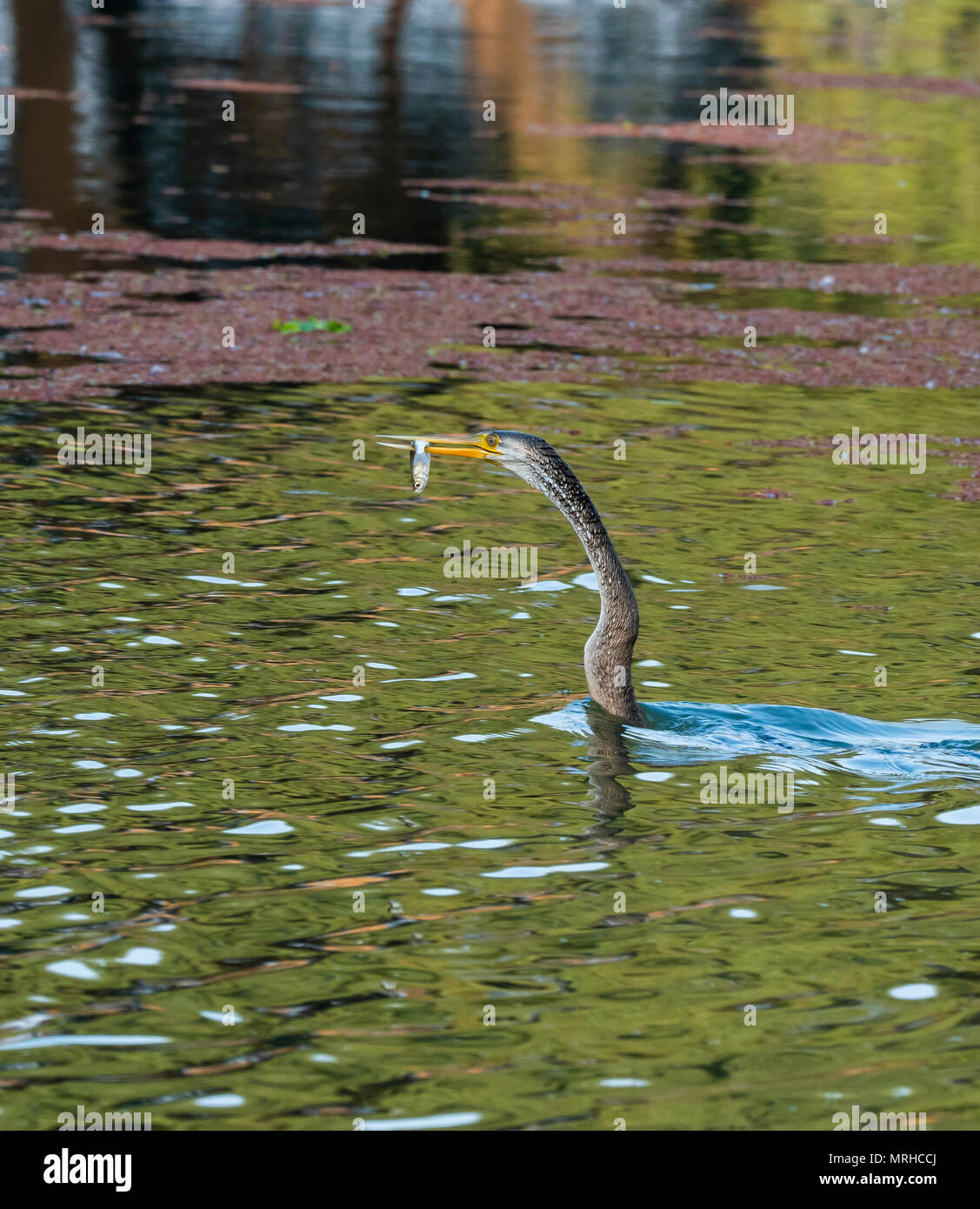 Bird taking off with fish in mouth hi-res stock photography and images ...