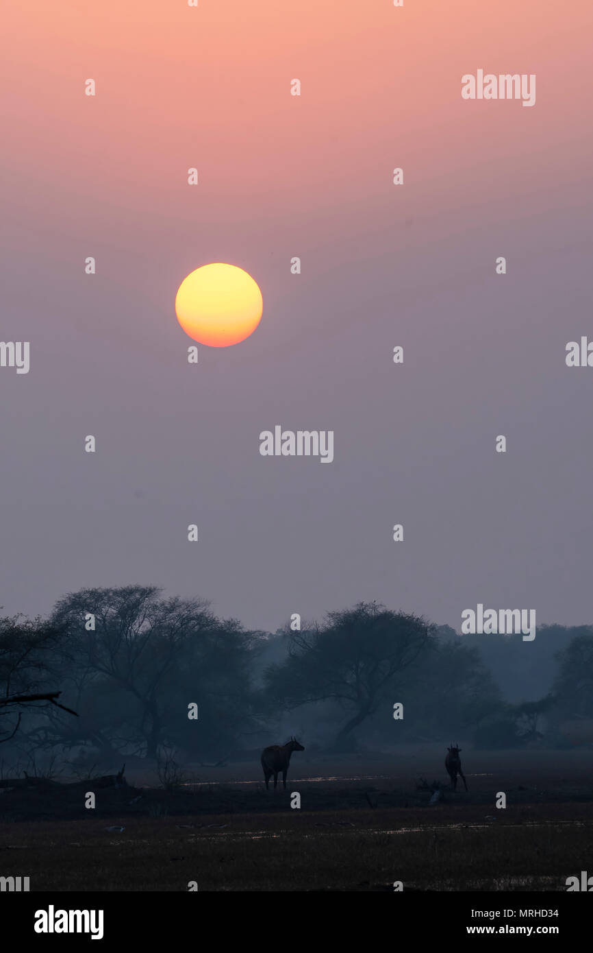 Kerala forest road scenery hi-res stock photography and images - Alamy