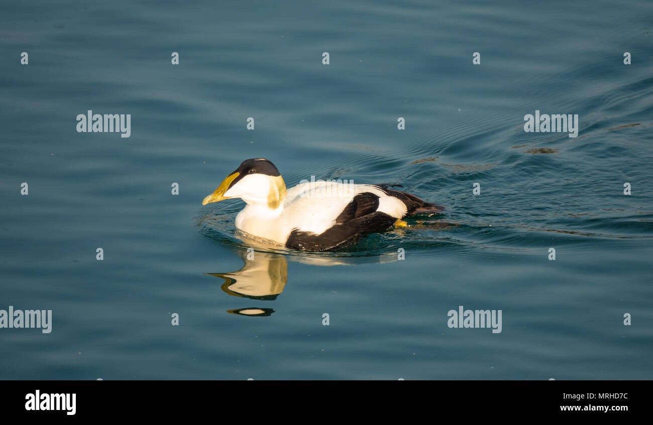 Sedentary life hi-res stock photography and images - Alamy
