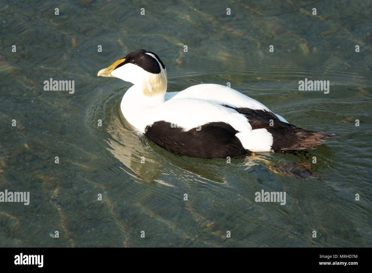 Sedentary life hi-res stock photography and images - Alamy