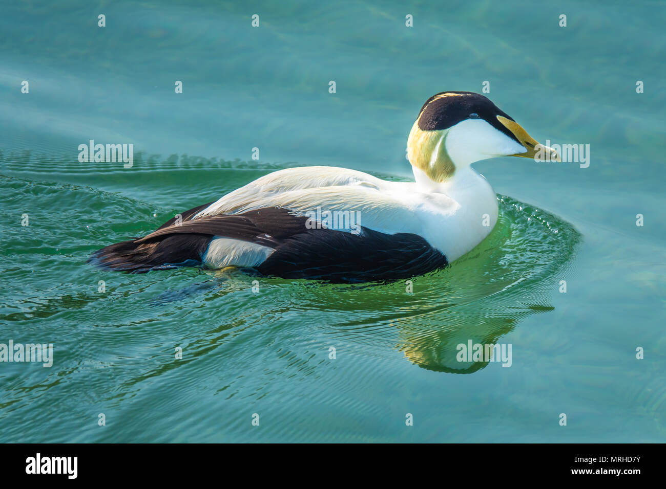 Growing colonies of beautiful Eider ducks, normally migratory sea birds ...