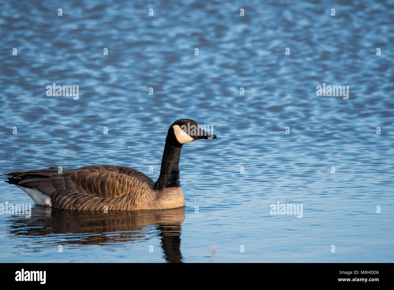 Magee Marsh High Resolution Stock Photography and Images - Alamy