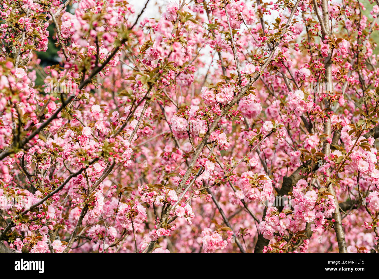 Pink Sakura Cherry Tree Flowers Blossom In Spring Stock Photo - Alamy