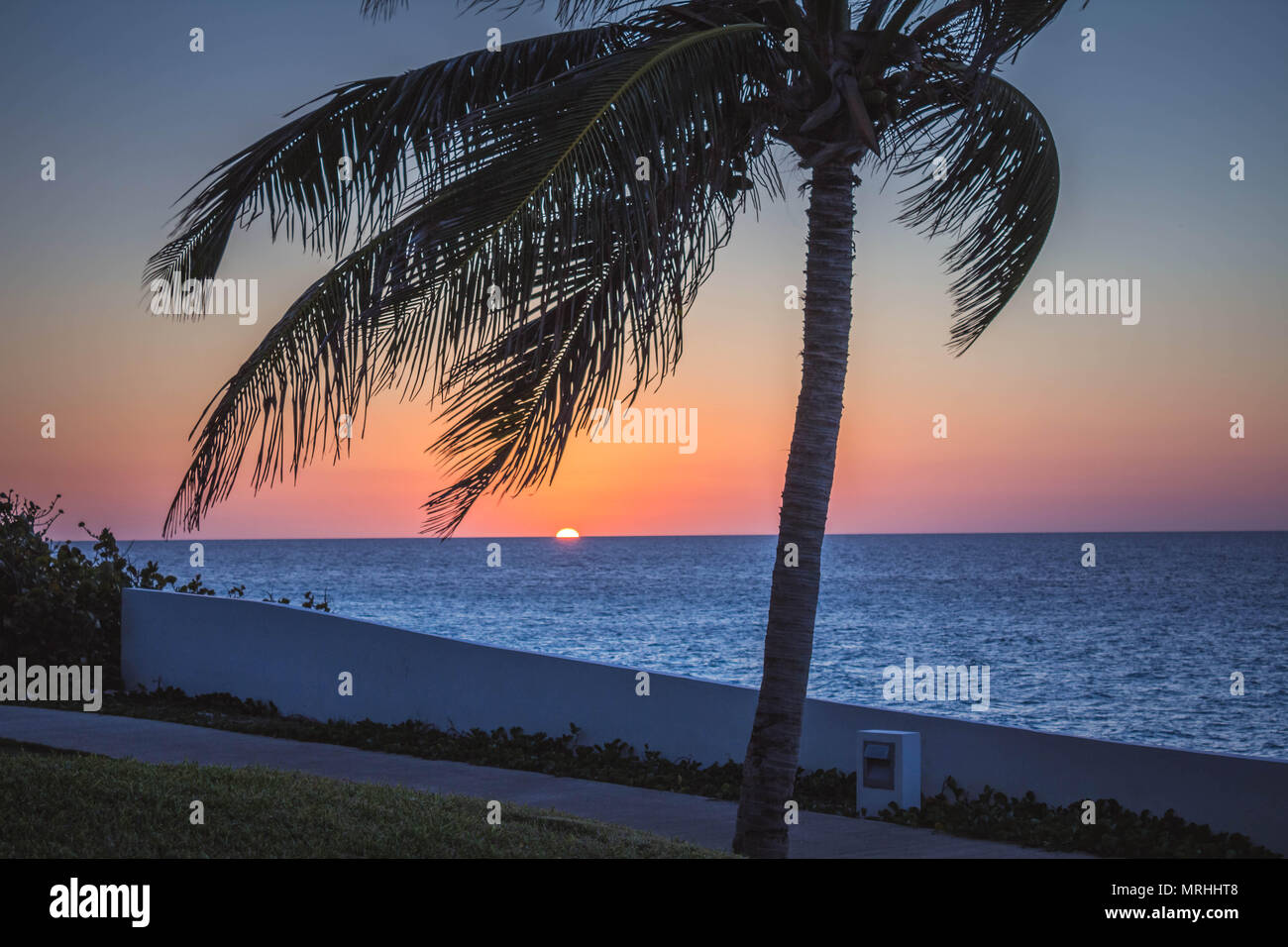 Palm tree walkway hi-res stock photography and images - Alamy