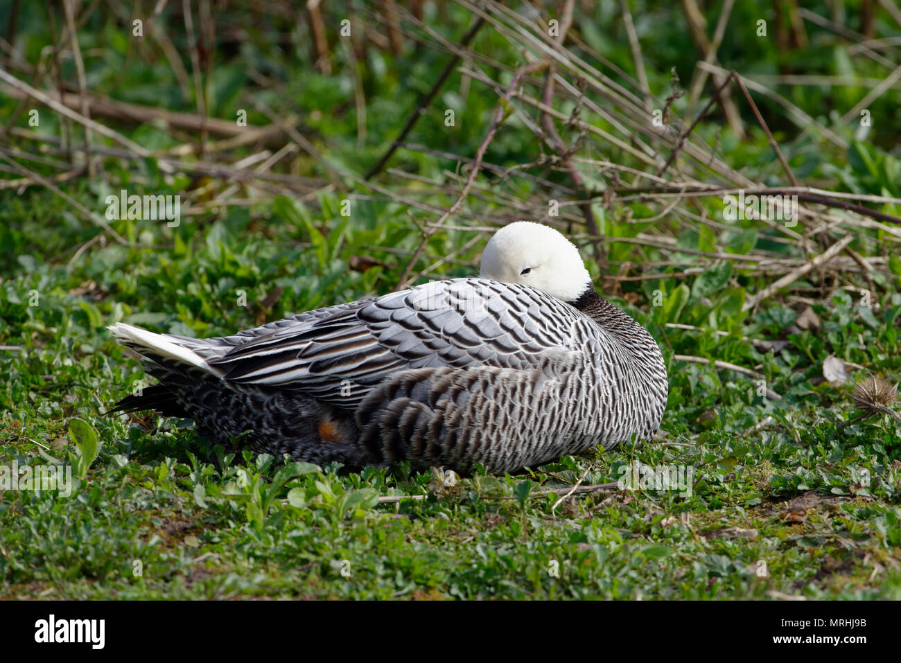 Emperor Goose - Anser canagica From Western Alaska Stock Photo - Alamy