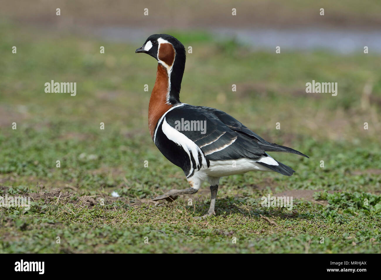 Red-breasted Goose - Branta ruficollis Walking on short vegitation ...