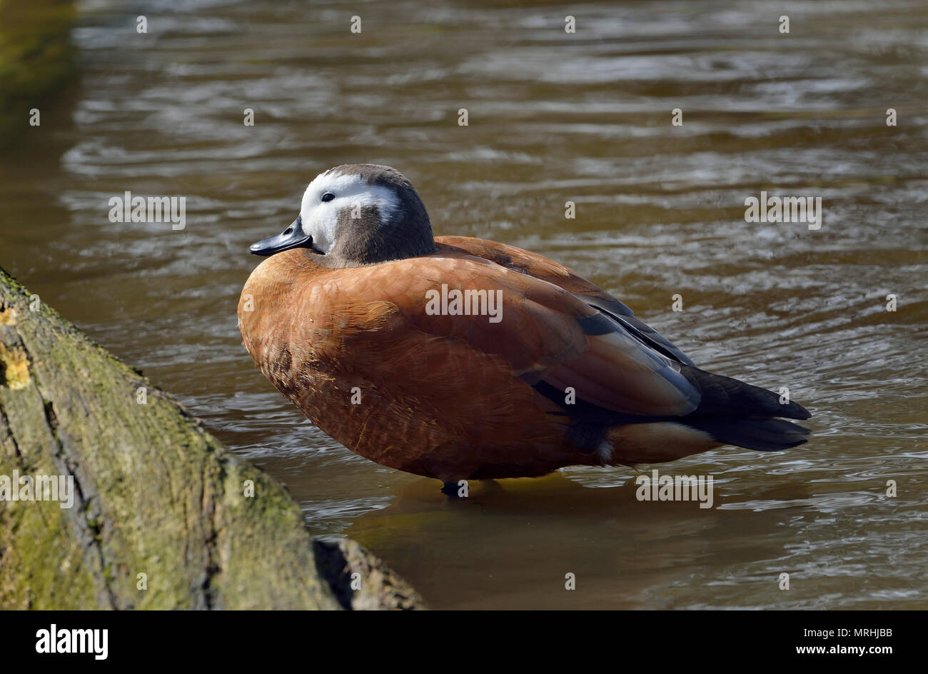 Female shelduck hi-res stock photography and images - Alamy