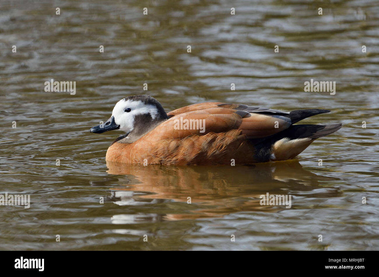 South African Shelduck - Tadorna cana Female on water Stock Photo - Alamy