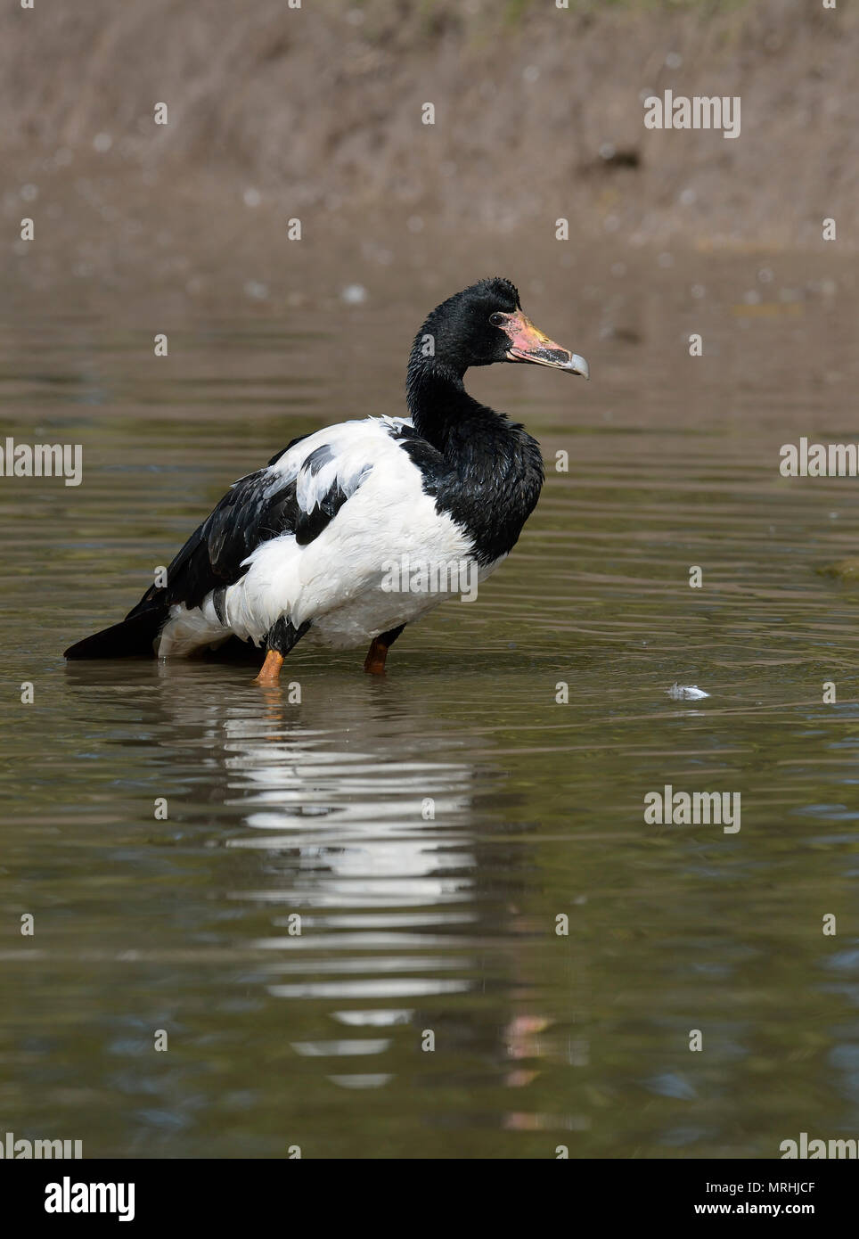 Magpie goose of australia hi-res stock photography and images - Alamy
